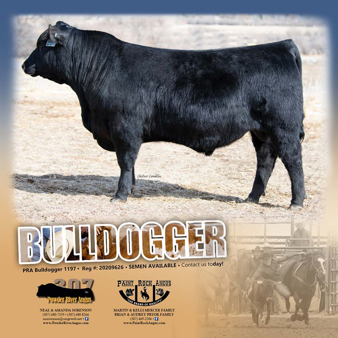 Powder River Angus