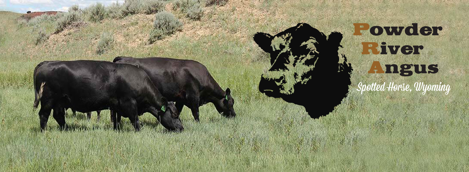 Powder River Angus
